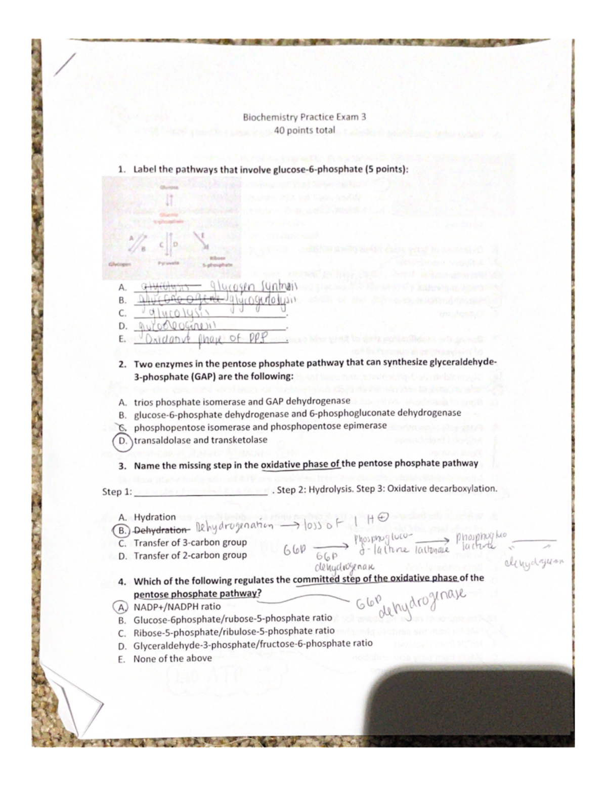 Biochemistry Practice Exam 3 - BIOC 295 - Studocu