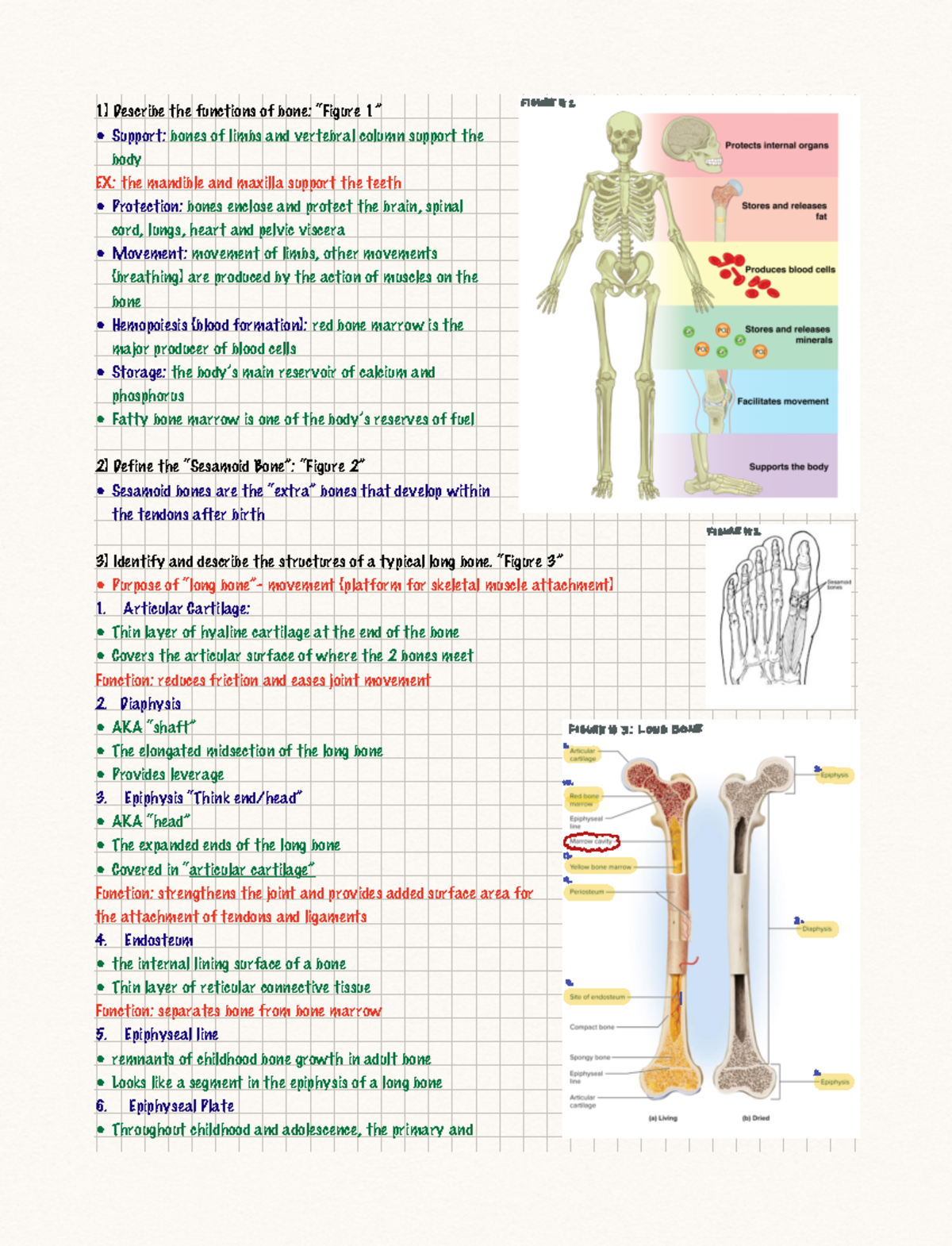 Unit 11 The Skeletal System - Describe the functions of bone: “Figure 1 ...