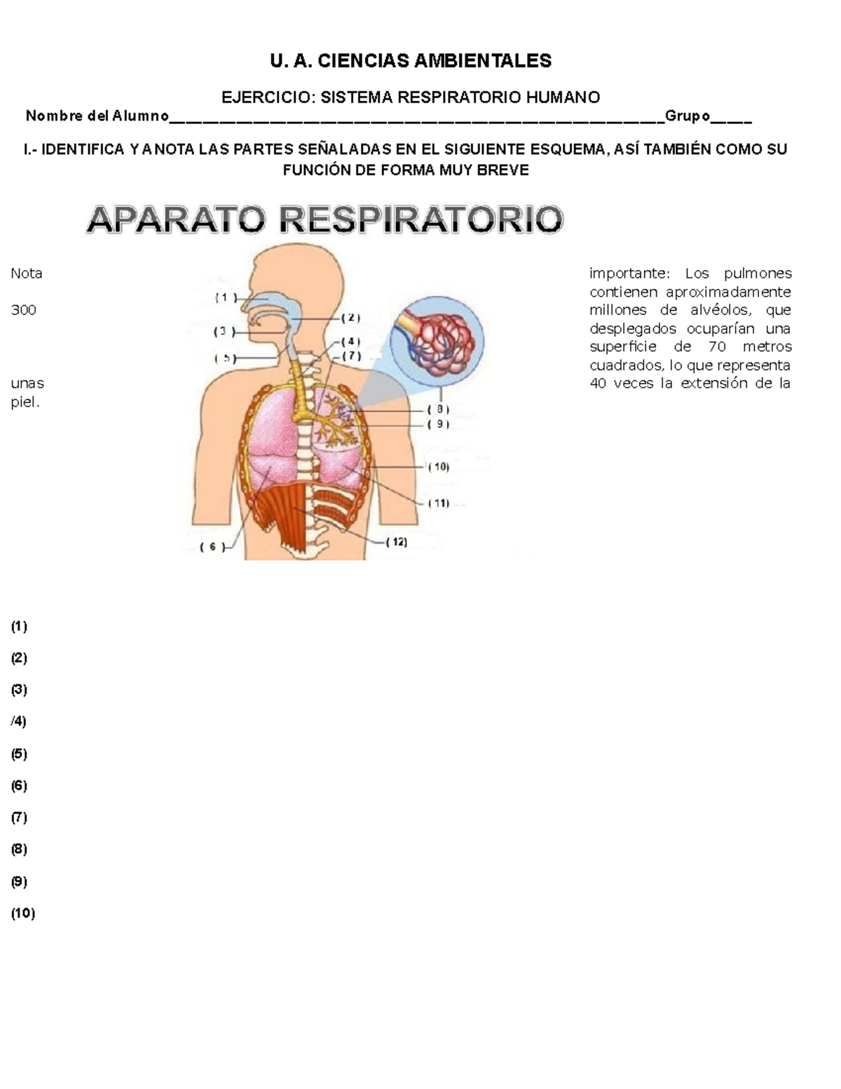 Sistema Respiratorio Humano Ejercicio M.D - U. A. CIENCIAS AMBIENTALES ...