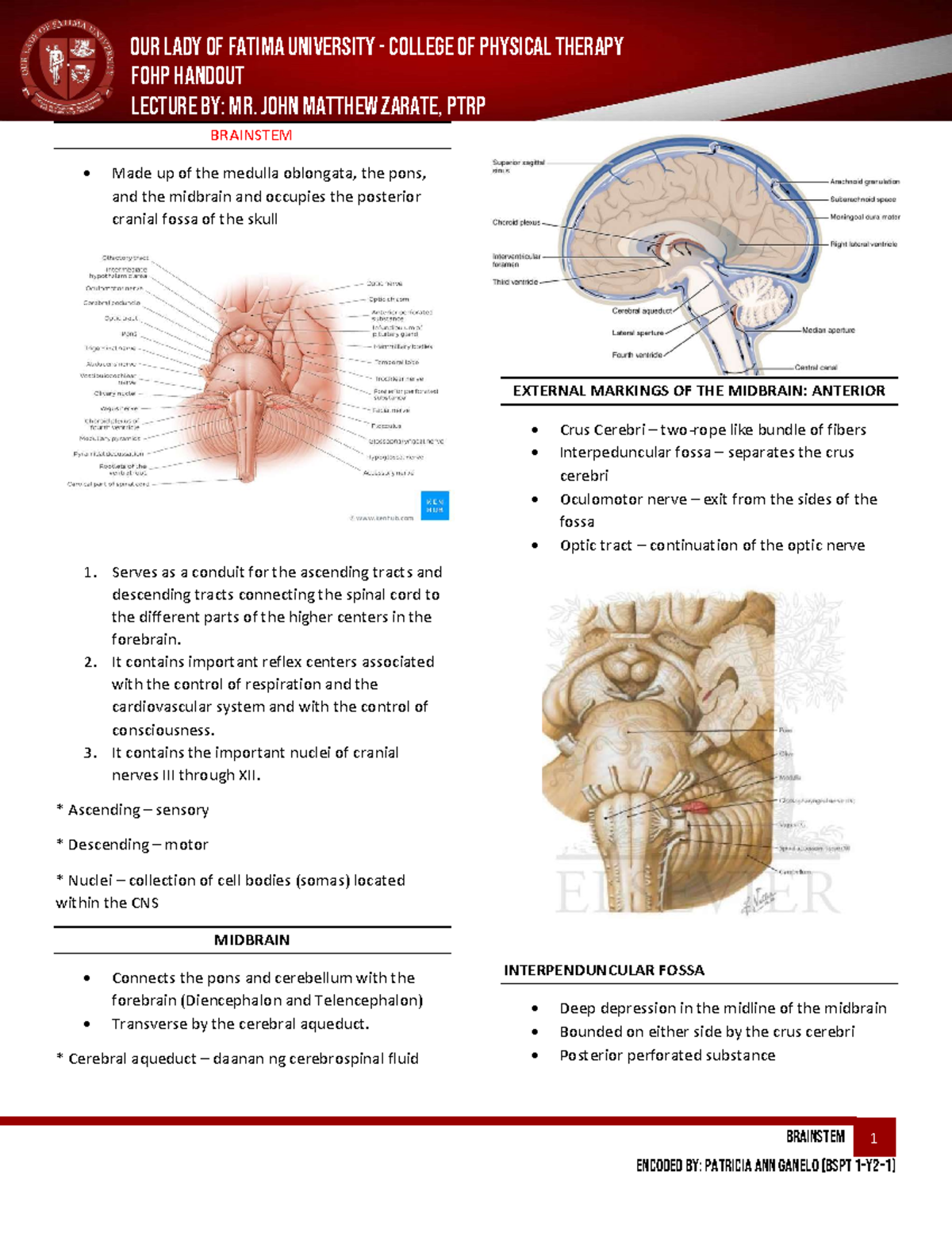 07- Brainstem - FOHP HANDOUT LECTURE BY: mr. john matthew Zarate, ptrp ...
