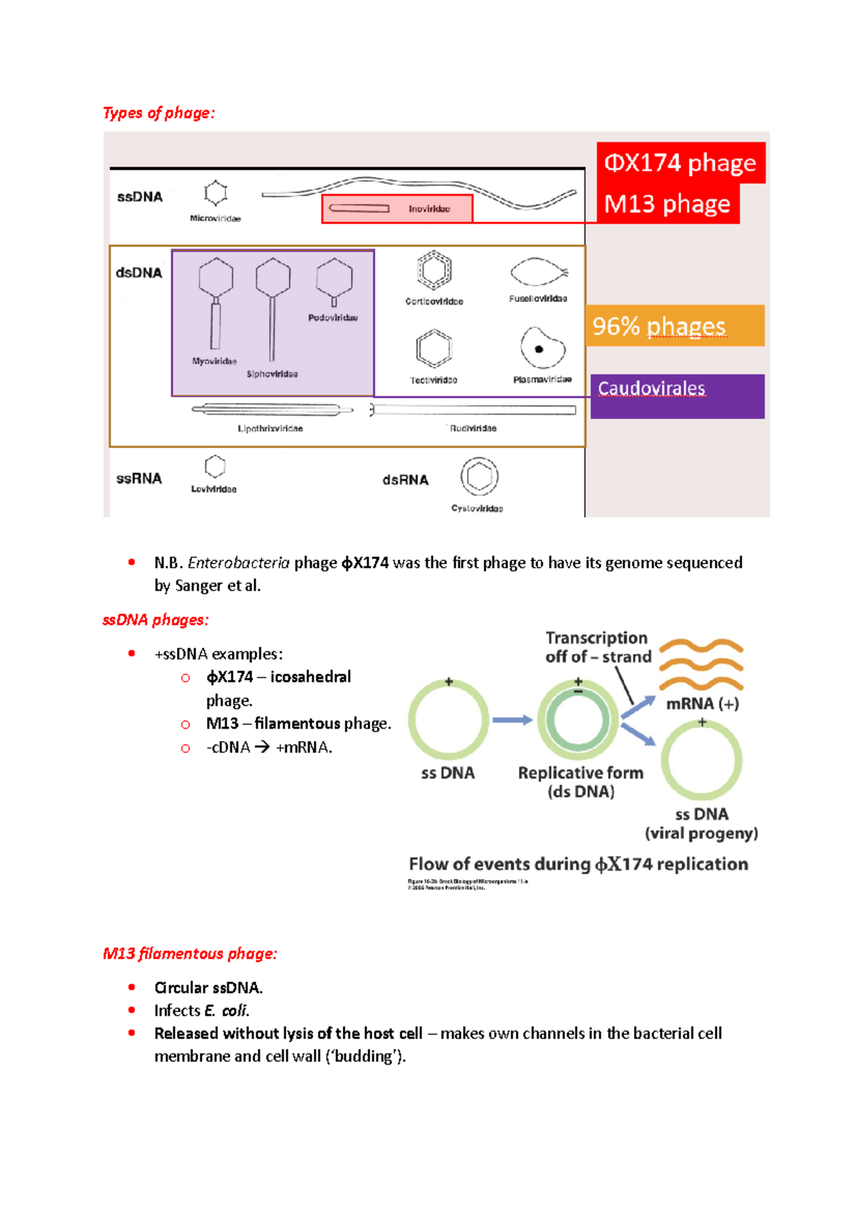Types of phage - Types of phage: N. Enterobacteria phage φX174 was the ...