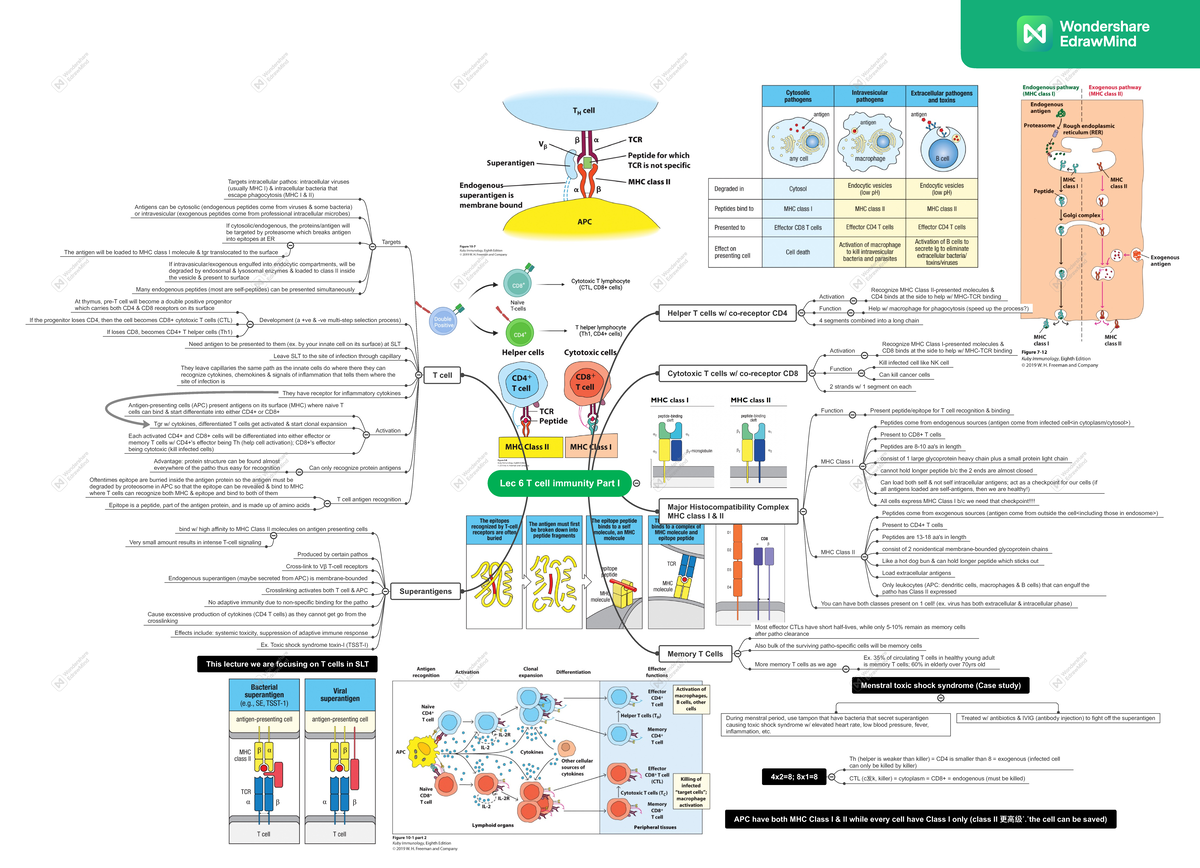 Lec 6 T cell immunity Part I - Lec 6 T cell immunity Part I Helper T ...