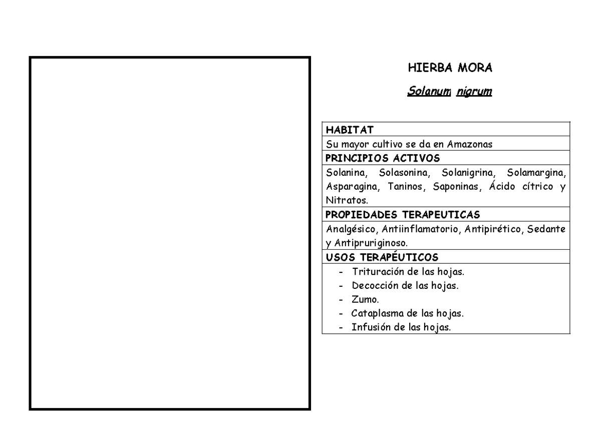 Plantas - HIERBA MORA Solanum nigrum HABITAT Su mayor cultivo se da en ...