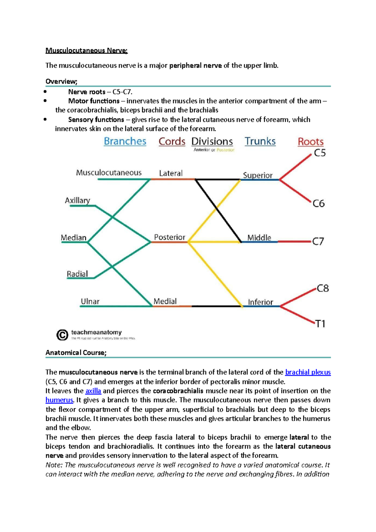Musculocutaneous Nerve - Overview; Nerve roots – C5-C7. Motor functions ...