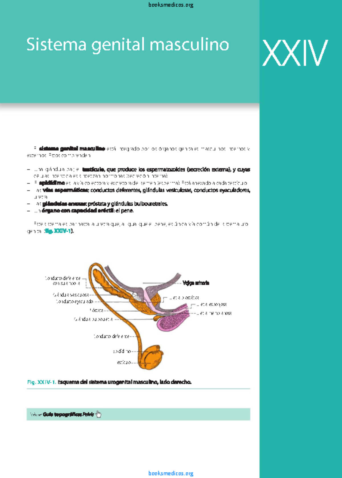 SFYM - FREFER - Sistema genital masculino XXIV El sistema genital ...