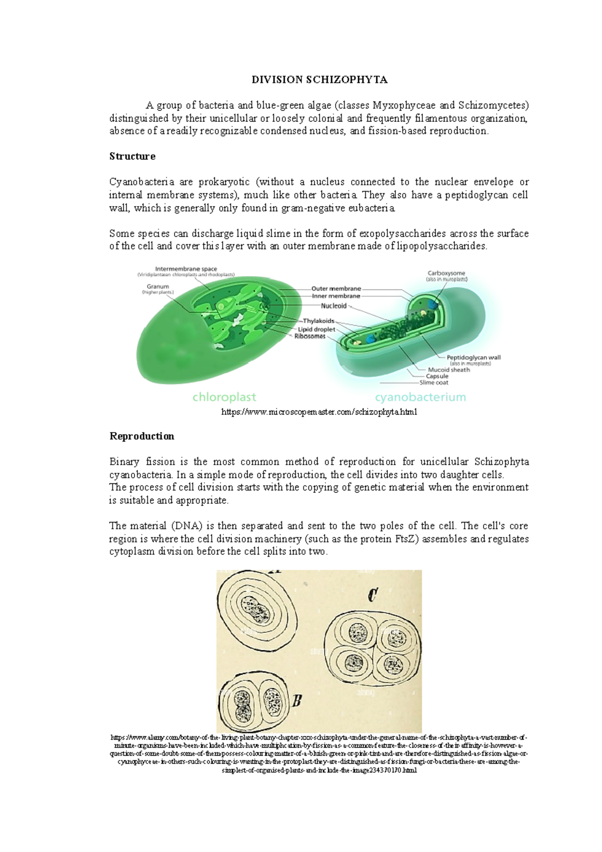 1 - Botany - Classification of Plants - DIVISION SCHIZOPHYTA A group of ...