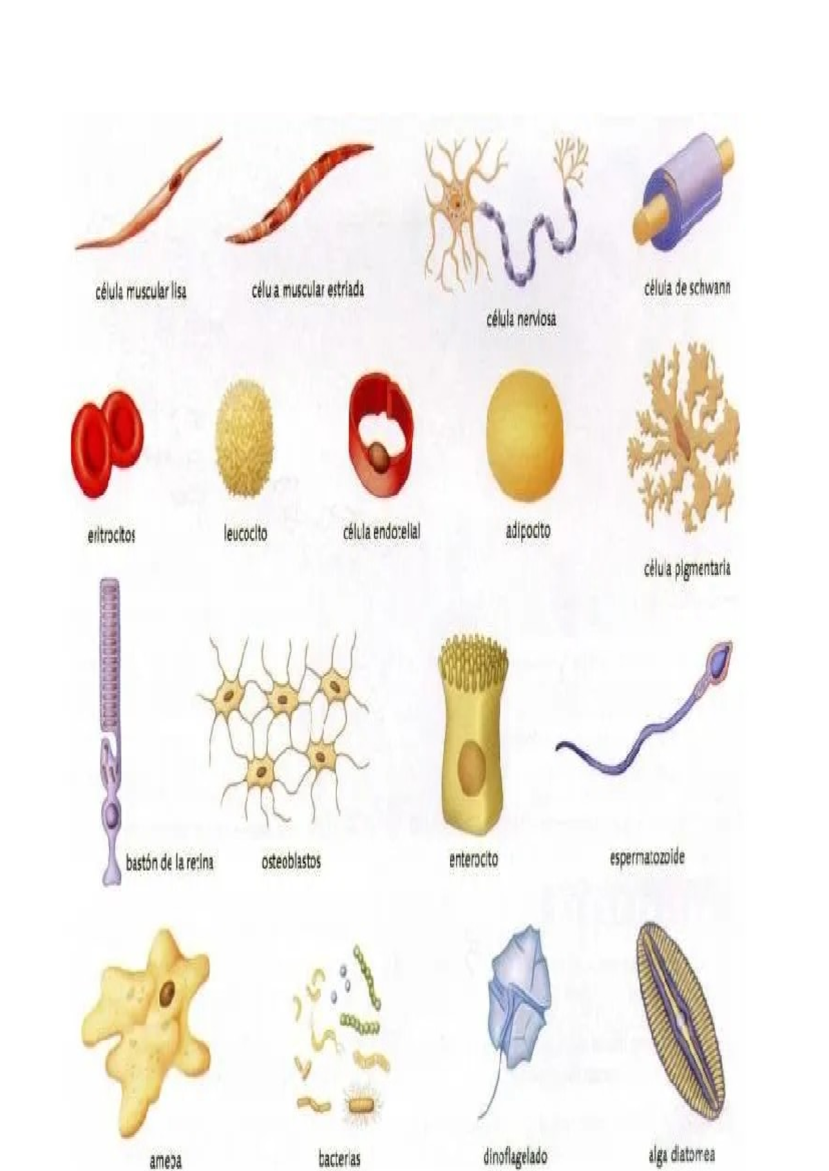 Celulas - celula - célula muscular lisa célula muscular estriada célula ...