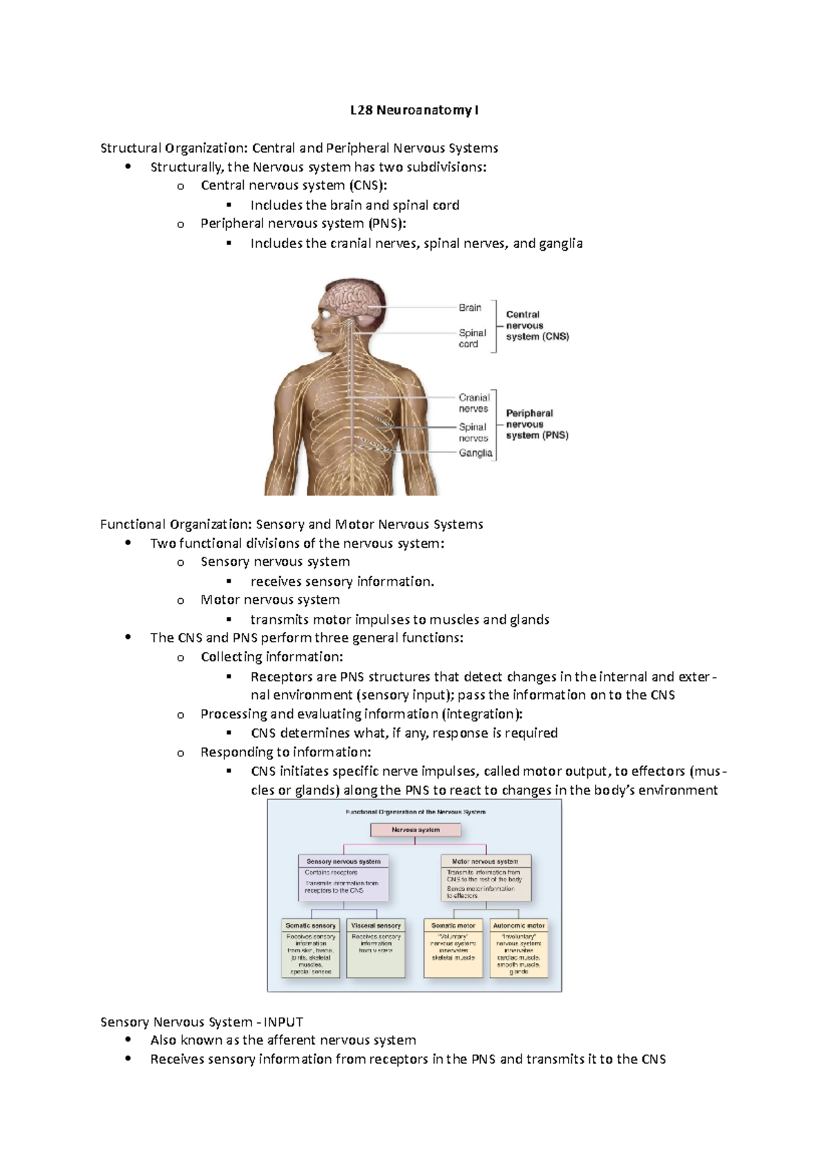 Week 12 Notes - L28 Neuroanatomy I Structural Organization: Central and ...