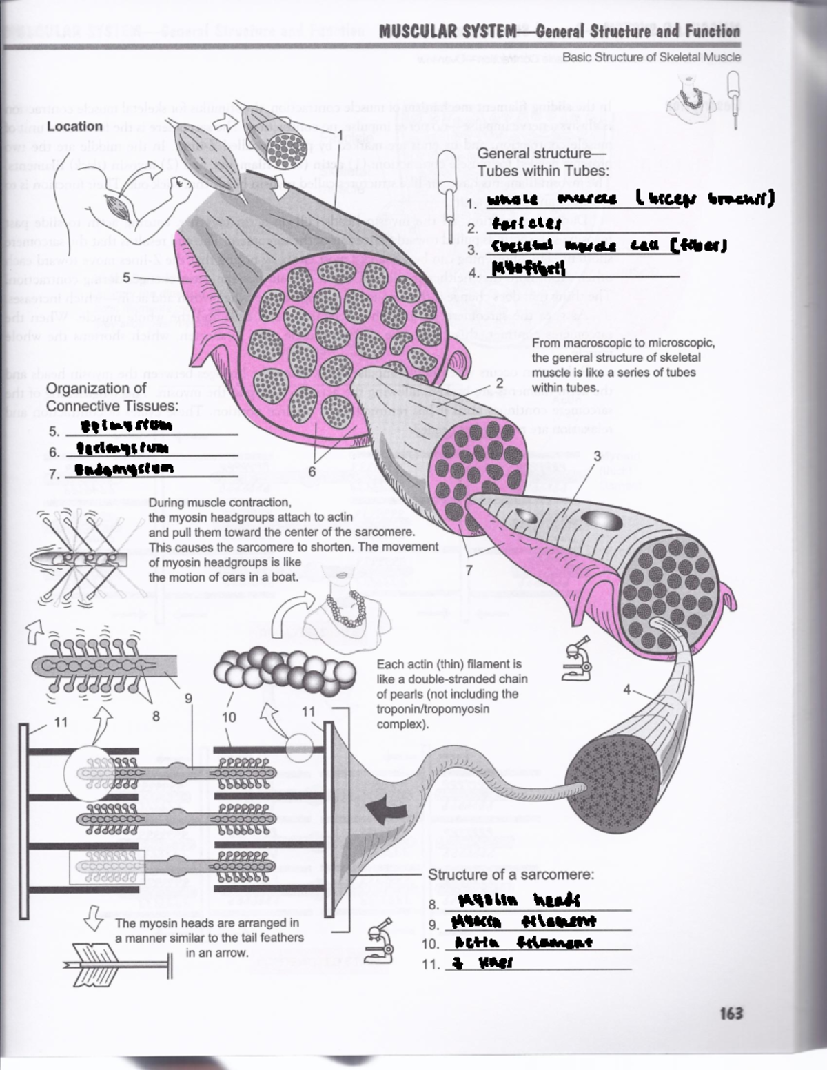 Muscle labeling - whole muscle (biceps brachii) fascicles skeletal ...