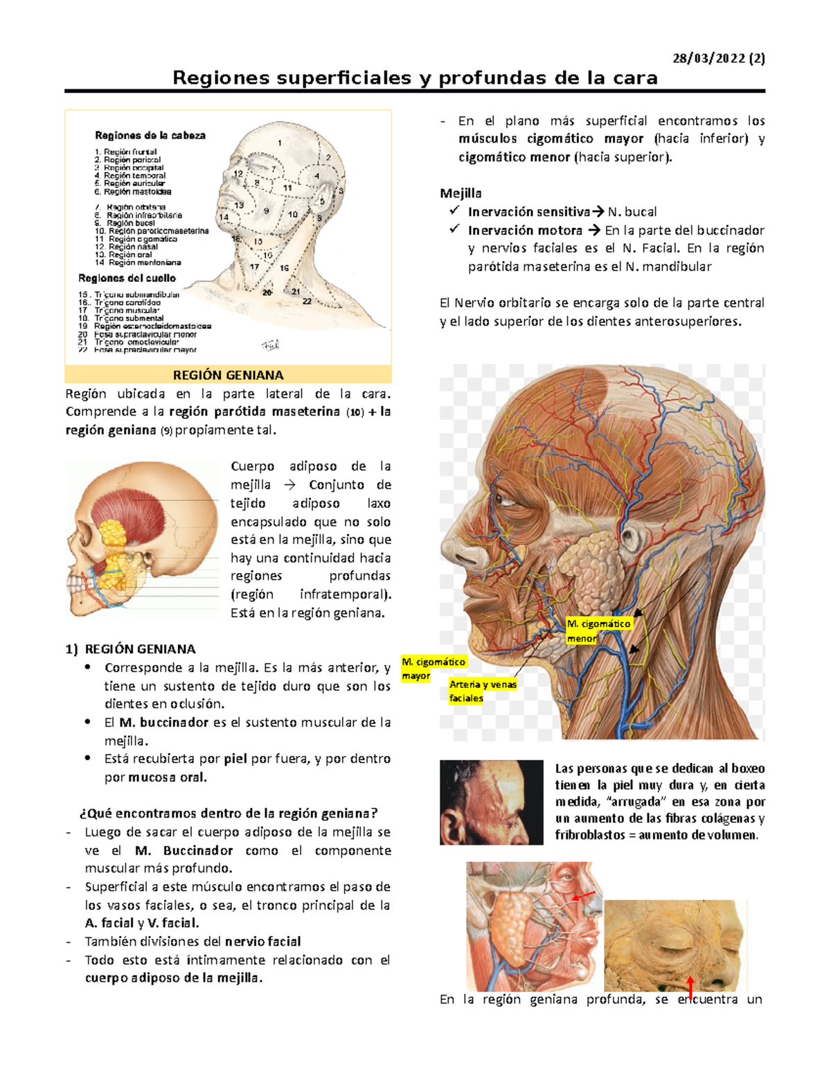 28-03 - Regiones superficiales y profundas de la cara - 28/03/2022 (2 ...
