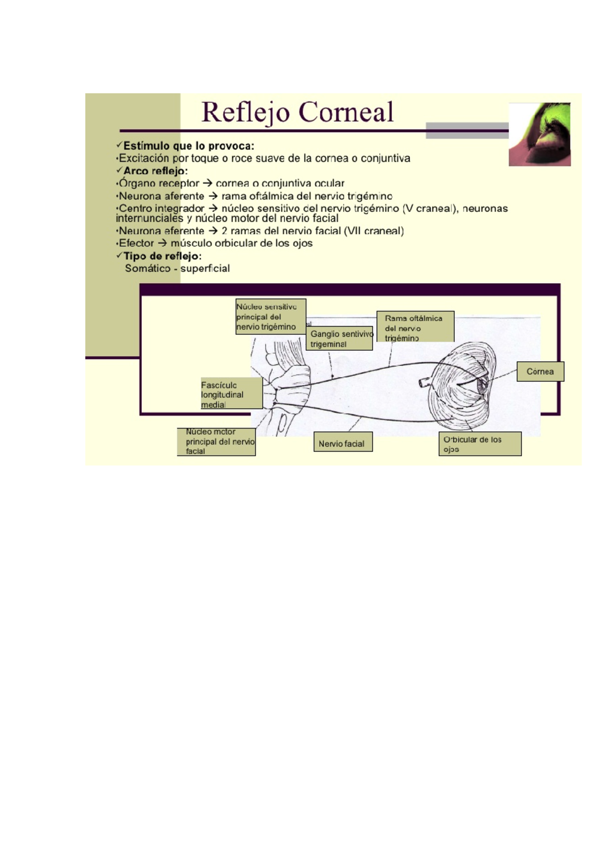 Reflejo Corneal Y Fotomotor - Fisiologia - Studocu