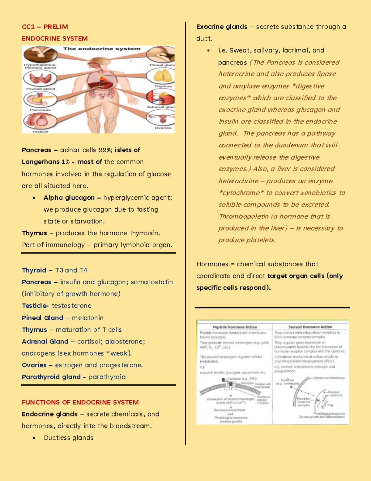 Endocrine - CC2 Prelim Lesson 1 - CC1 – PRELIM ENDOCRINE SYSTEM ...
