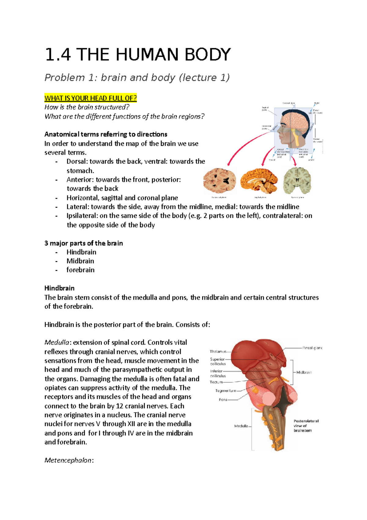 Summary human body - 1 THE HUMAN BODY Problem 1: brain and body ...