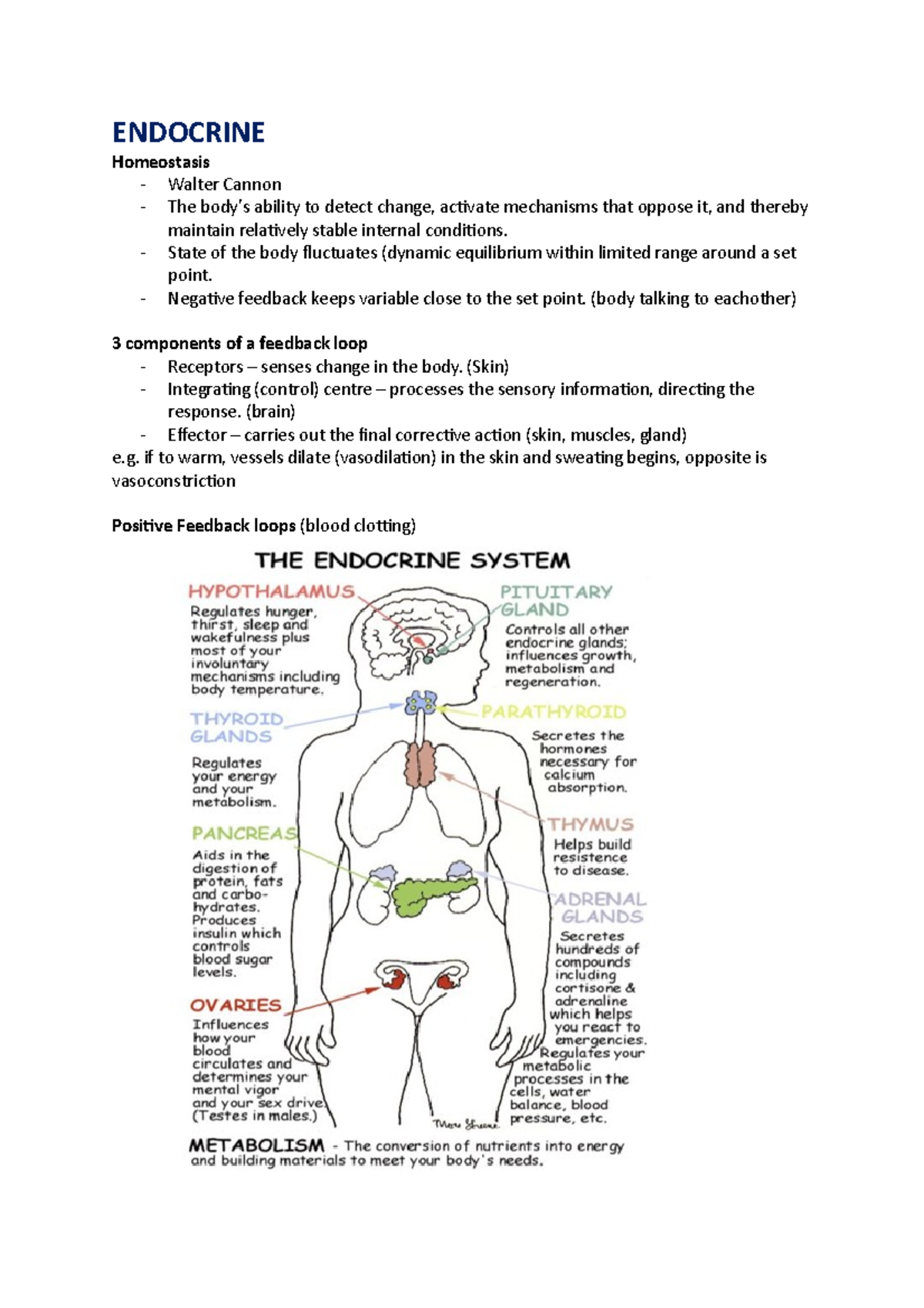 Endocrine system summary - ENDOCRINE Homeostasis - Walter Cannon - The ...