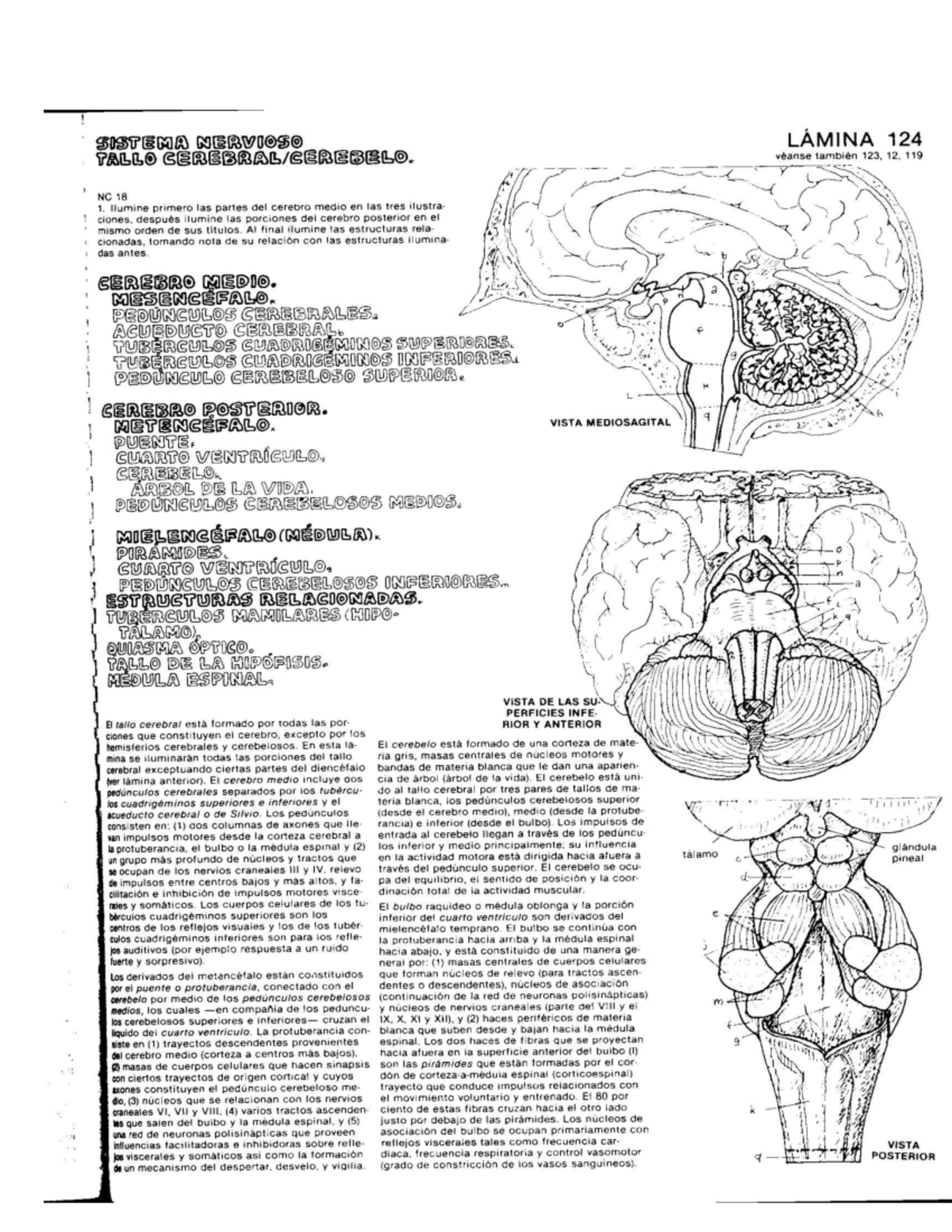 Anatomía SNC iluminar - Lamina de sistema nervioso central - SISTEMA ...