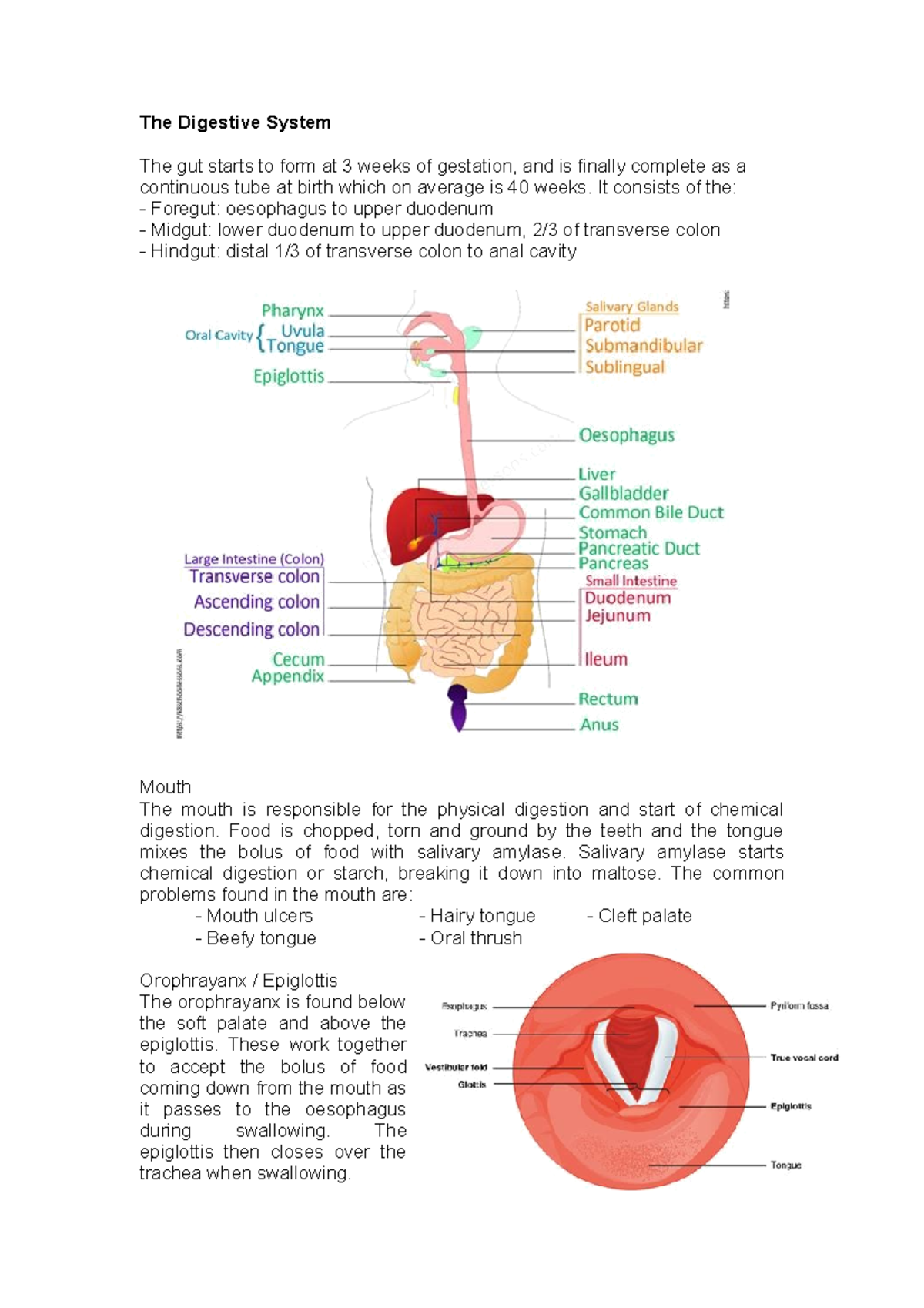 Exploring the Digestive System - The Digestive System The gut starts to form at 3 weeks of - Studocu
