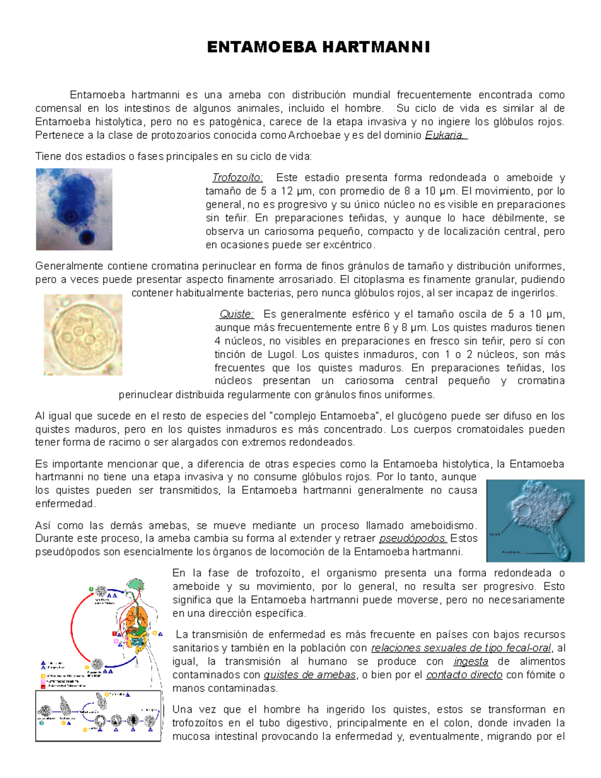 Entamoeba Hartmanni - ENTAMOEBA HARTMANNI Entamoeba hartmanni es una ...