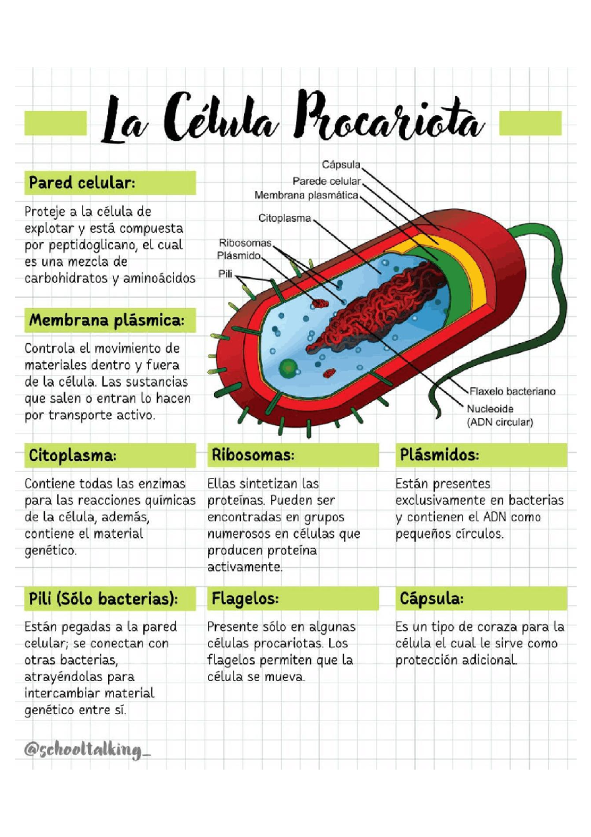 Celula procariota - Tabla para repasar contenido - La Celula Procariota ...