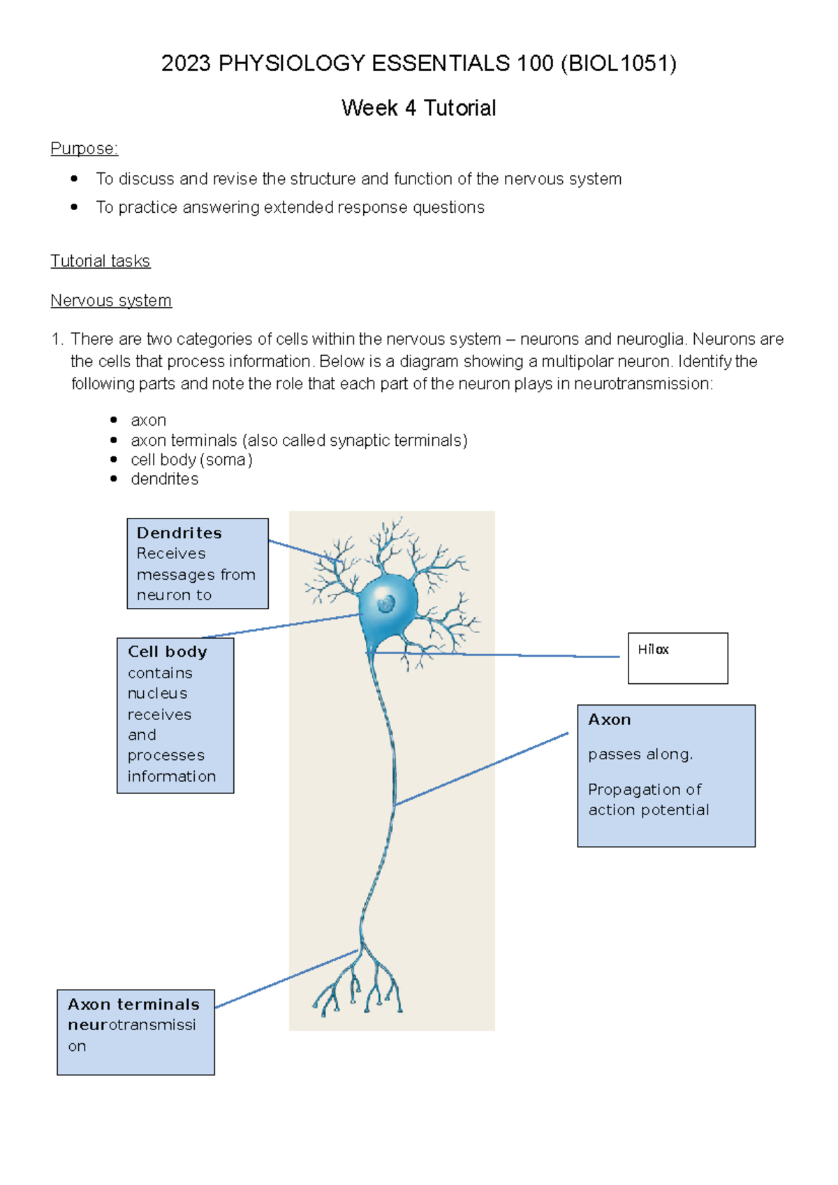 2023 reworded nervous system tutorial - 2023 PHYSIOLOGY ESSENTIALS 100 ...