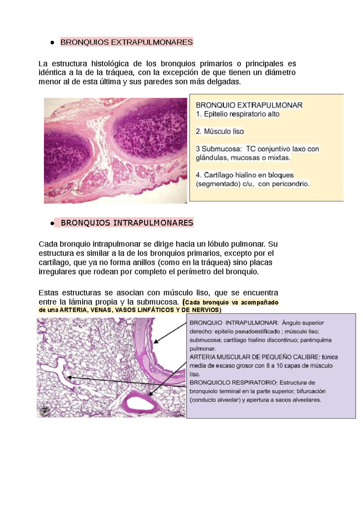 Informe de bronquios y Bronquiolos - BRONQUIOS EXTRAPULMONARES La ...