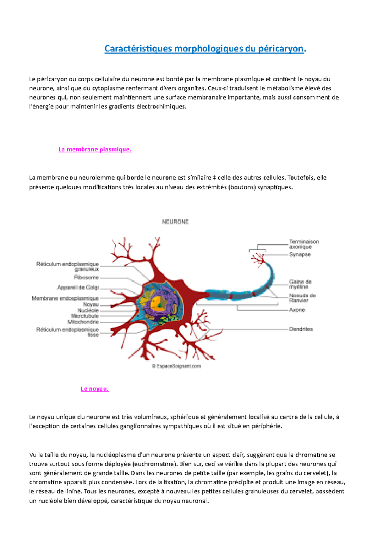 Caractéristiques morphologiques du péricaryon - Le péricaryon ou corps ...