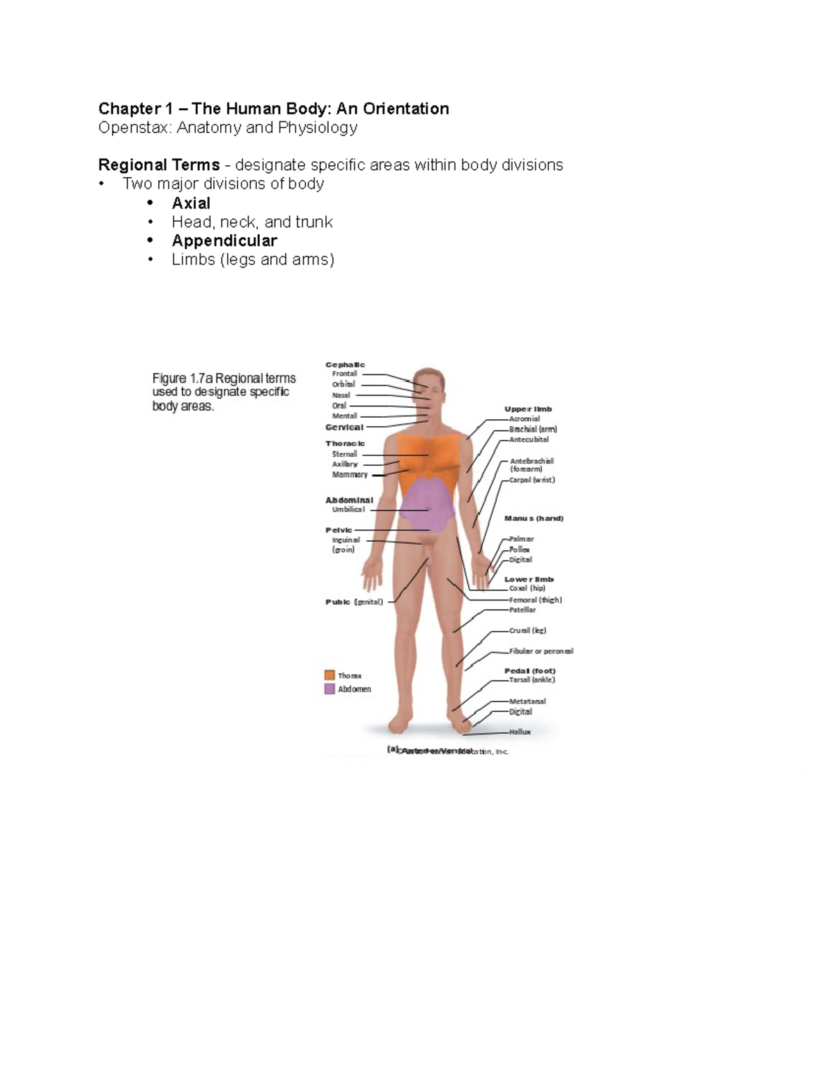 Complete Lecture Notes - Regional Anatomy, Body Planes & Quadrants ...