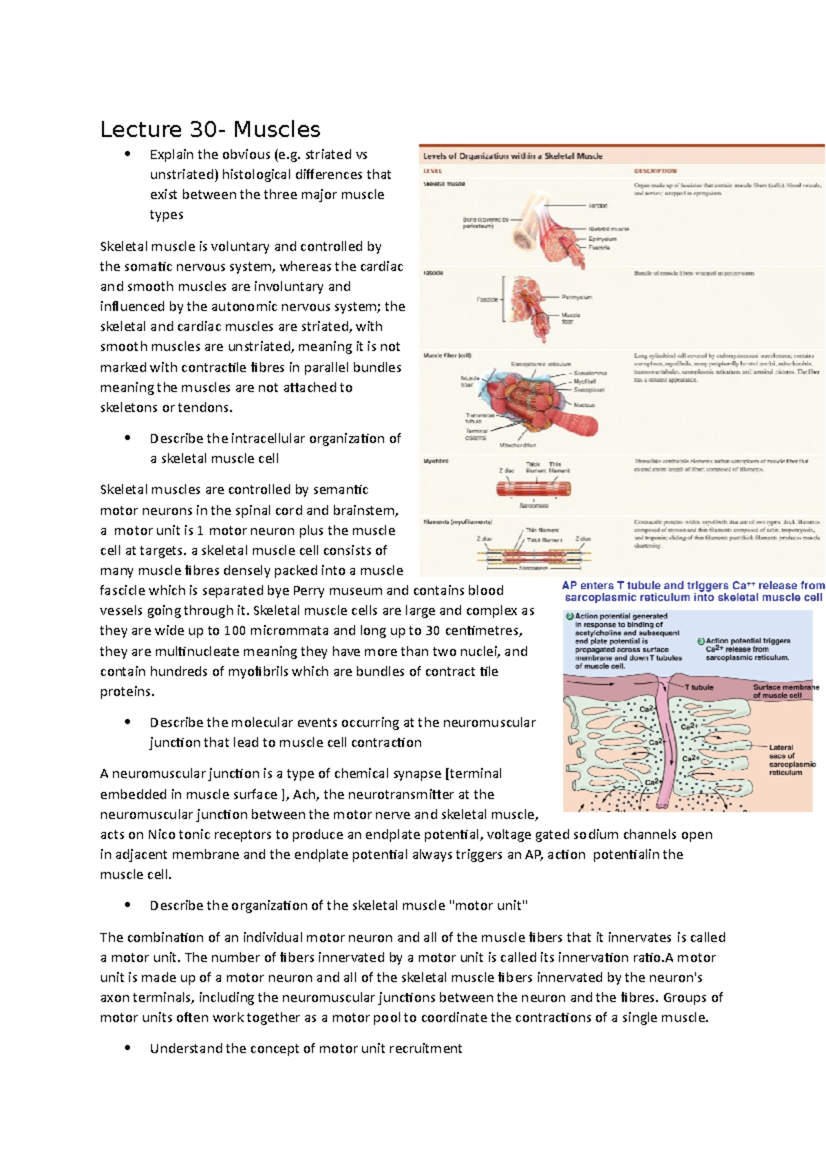 Lecture 30 - Lecture 30- Muscles Explain the obvious (e. striated vs ...