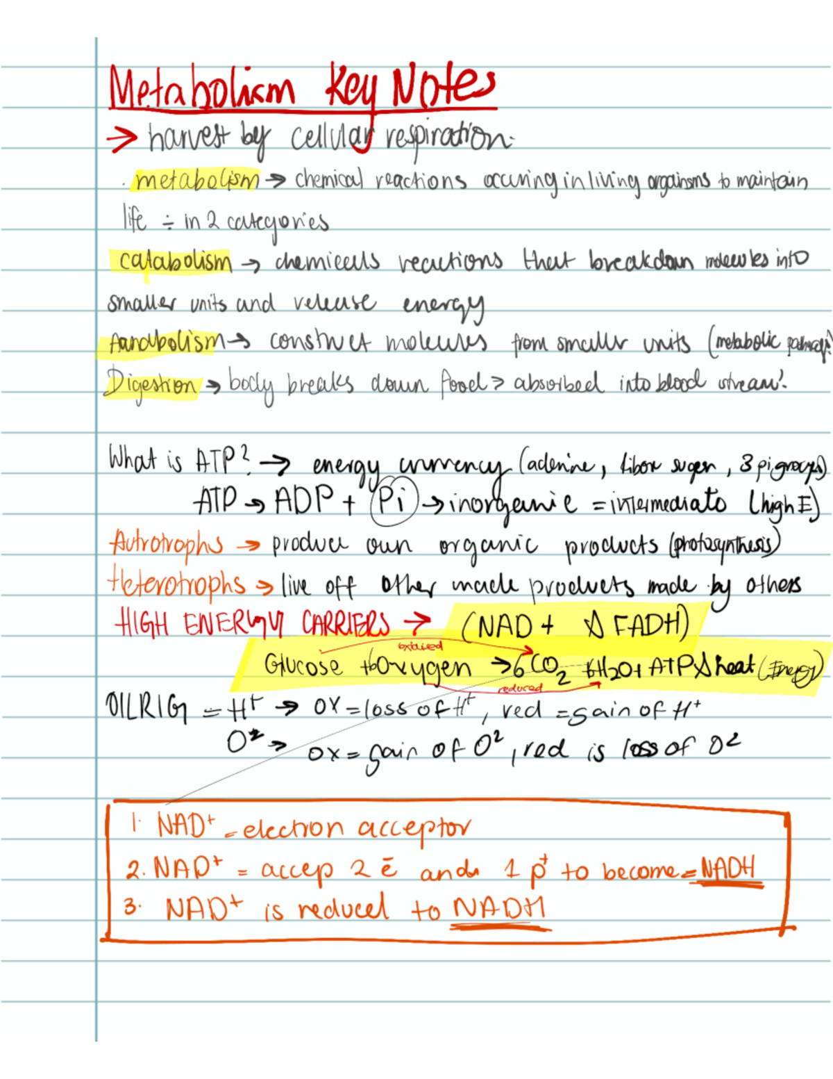 Metabolism - all notes - BIOL1101 - Studocu