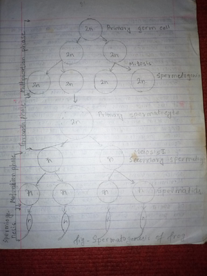 Jpg2pdf (31) - Development of frog, embryology, spermatogenesis ...