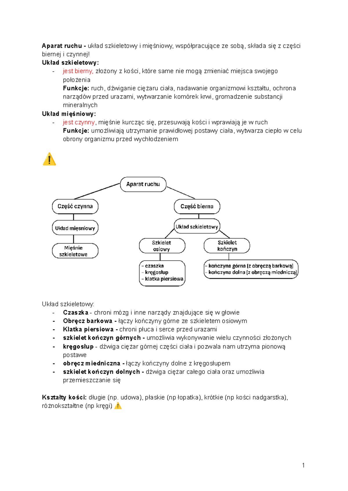Miśka - biologia - układ ruchu - Aparat ruchu - układ szkieletowy i ...