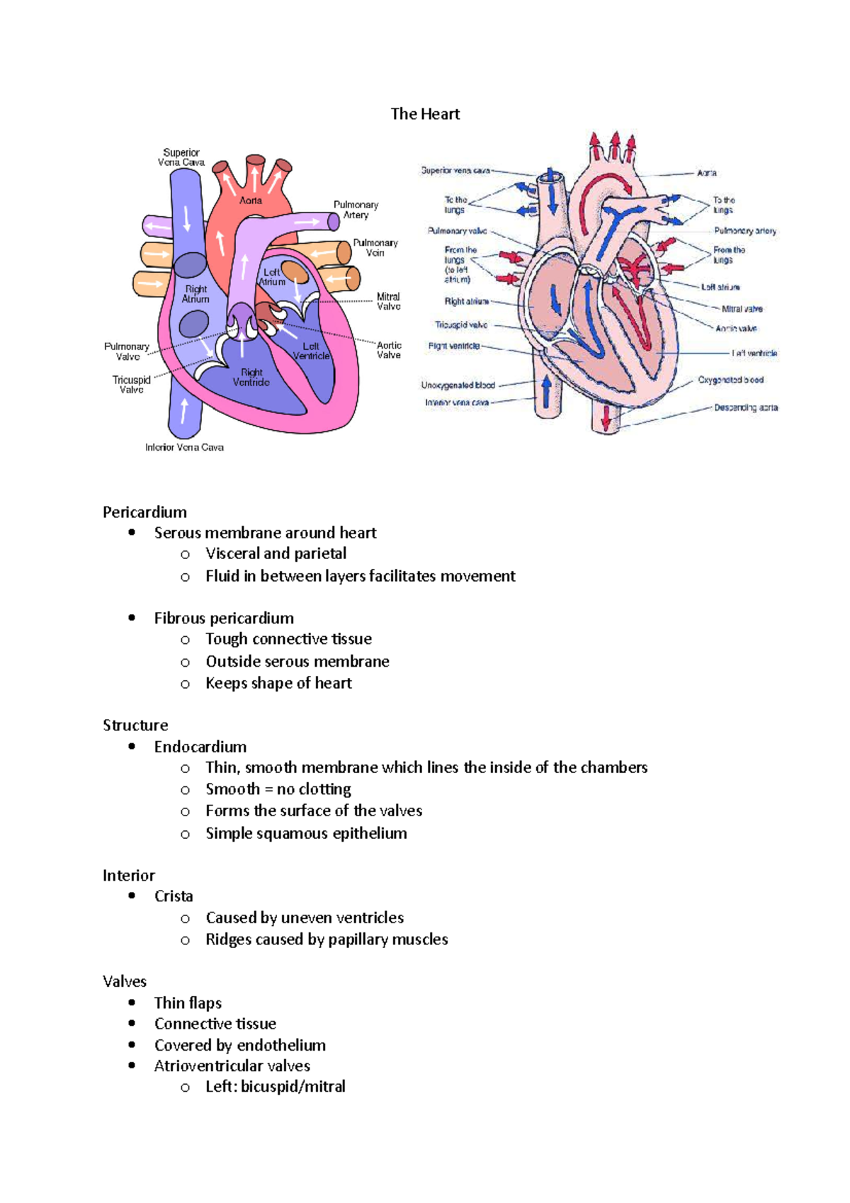 Heart - The Heart Pericardium Serous membrane around heart o Visceral ...