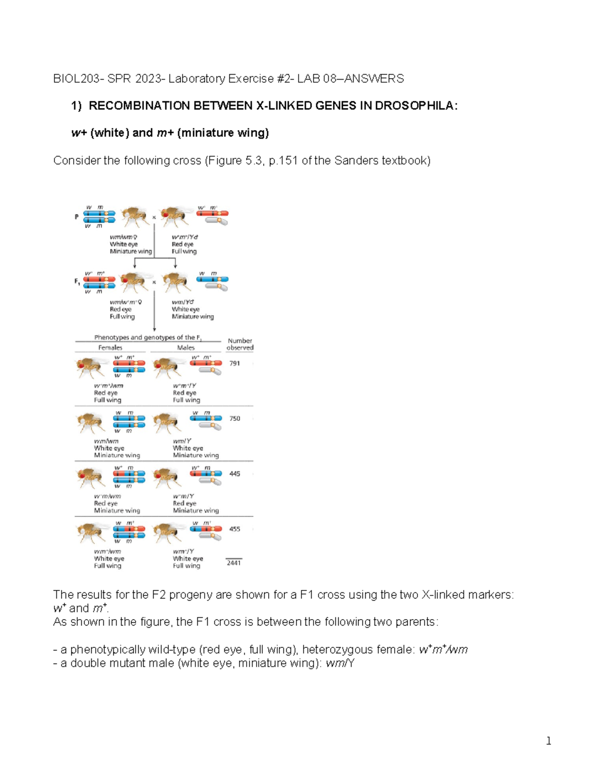BIOL203-exercises 2-Lab08-SPR2024-ANS - BIOL203- SPR 2023- Laboratory ...
