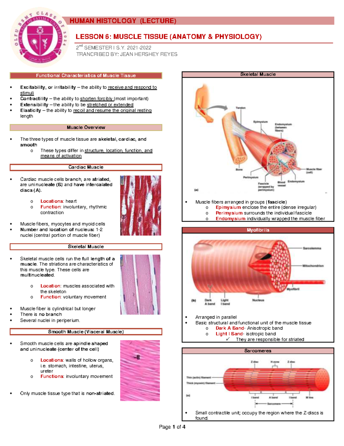 Lecture 6 Muscle Tissue - HUMAN HISTOLOGY (LECTURE) = 2 nd SEMESTER I S ...