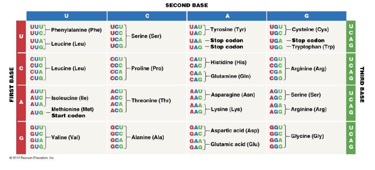 Jpg2pdf - amino codes - BIO 113 - Studocu