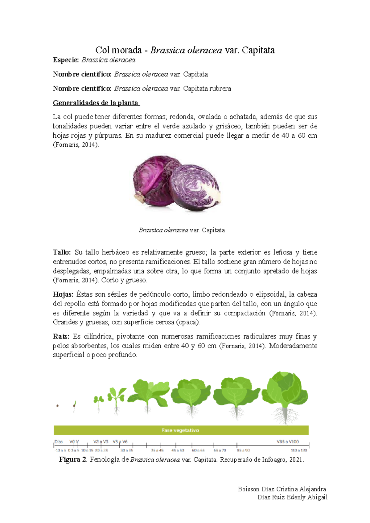 informacion col morada - Col morada - Brassica oleracea var. Capitata ...