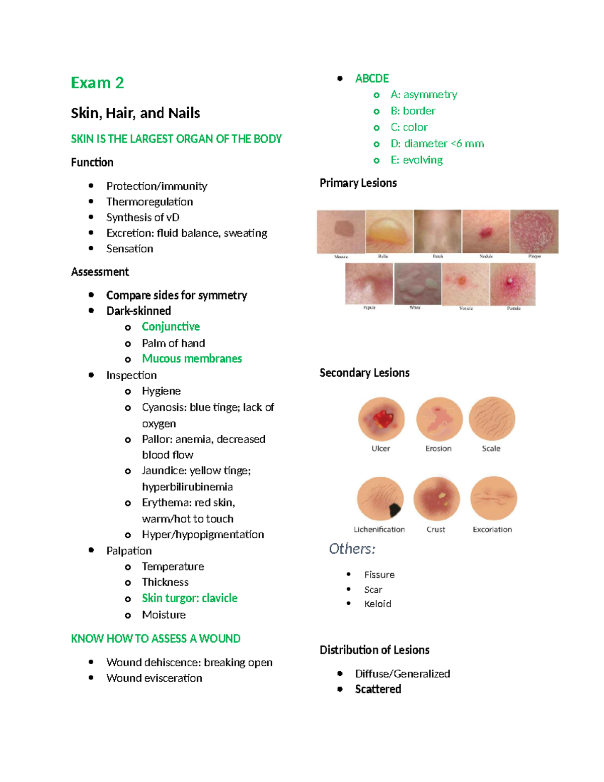 Exam 3 Final Exam Review - Exam 2 Skin, Hair, and Nails SKIN IS THE ...