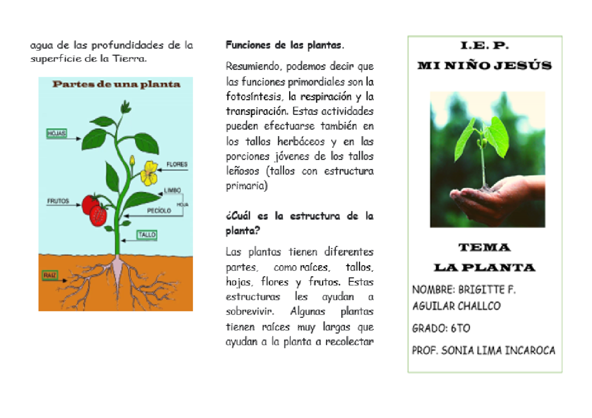 Triptico - ssdfs - Dirección de proyectos - Studocu