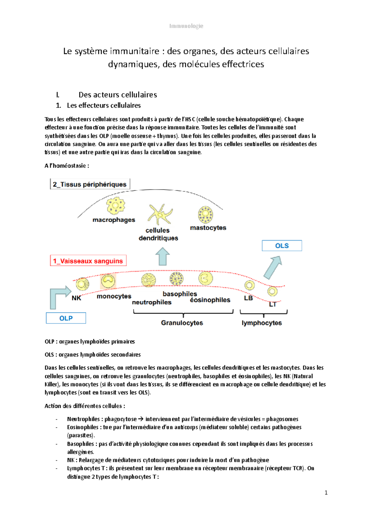 Le système immunitaire - Des acteurs cellulaires 1. Les effecteurs ...