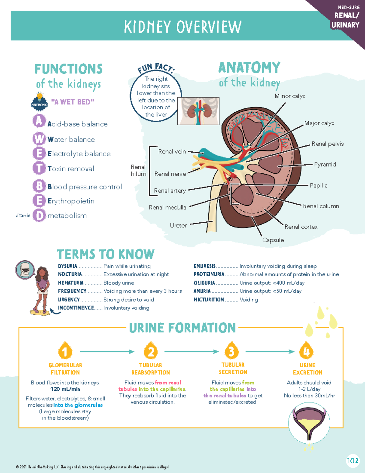 UNit 2 Renal REview - urinary KIDNEY OVERVIEW FUNCTIONS of the kidneys ...