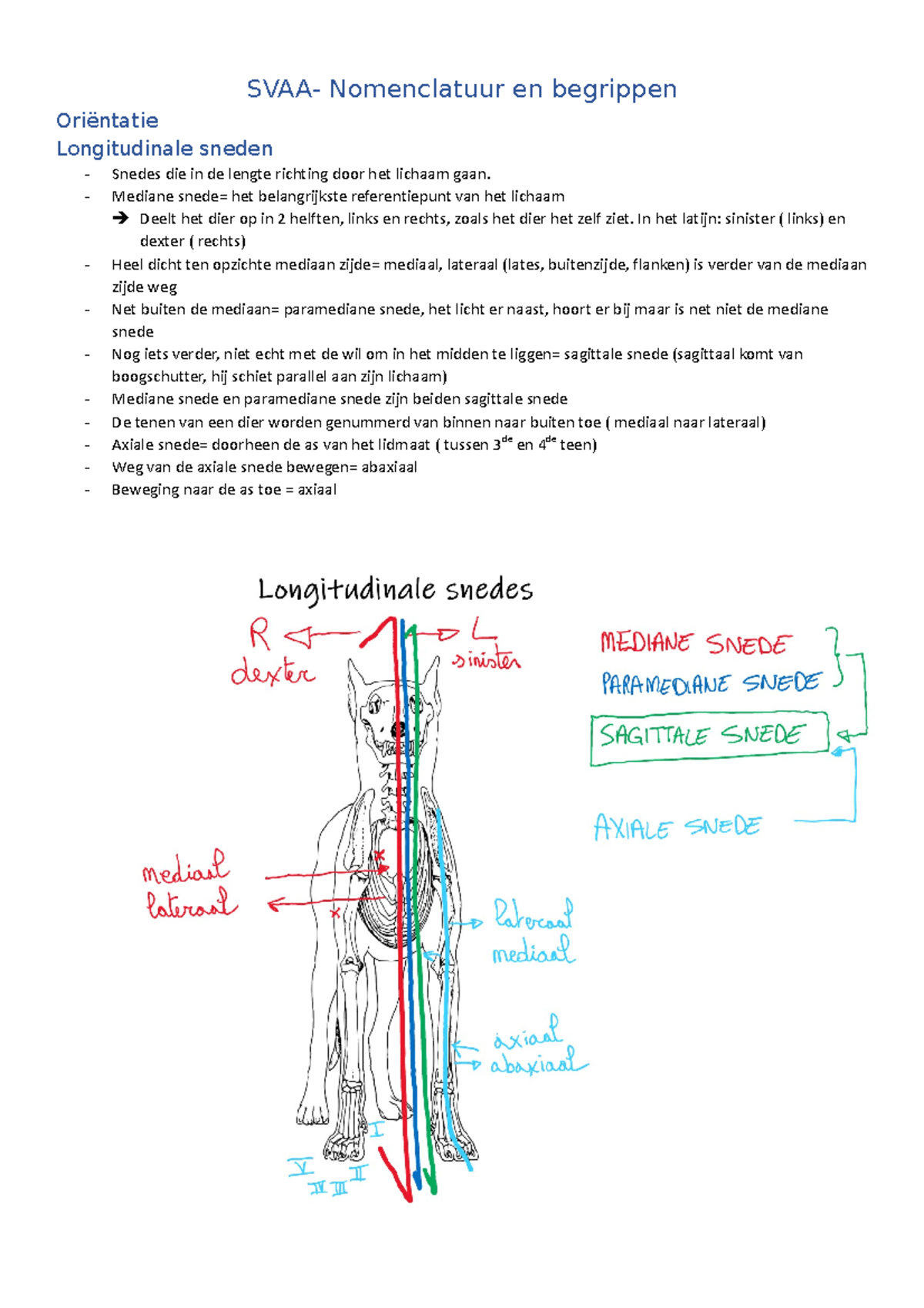 SVAA nomenclatuur - Mediane snede= het belangrijkste referentiepunt van ...