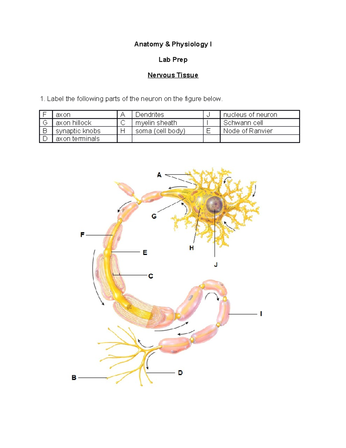 Lab Prep- Nervous Tissue - Anatomy & Physiology I Lab Prep Nervous ...