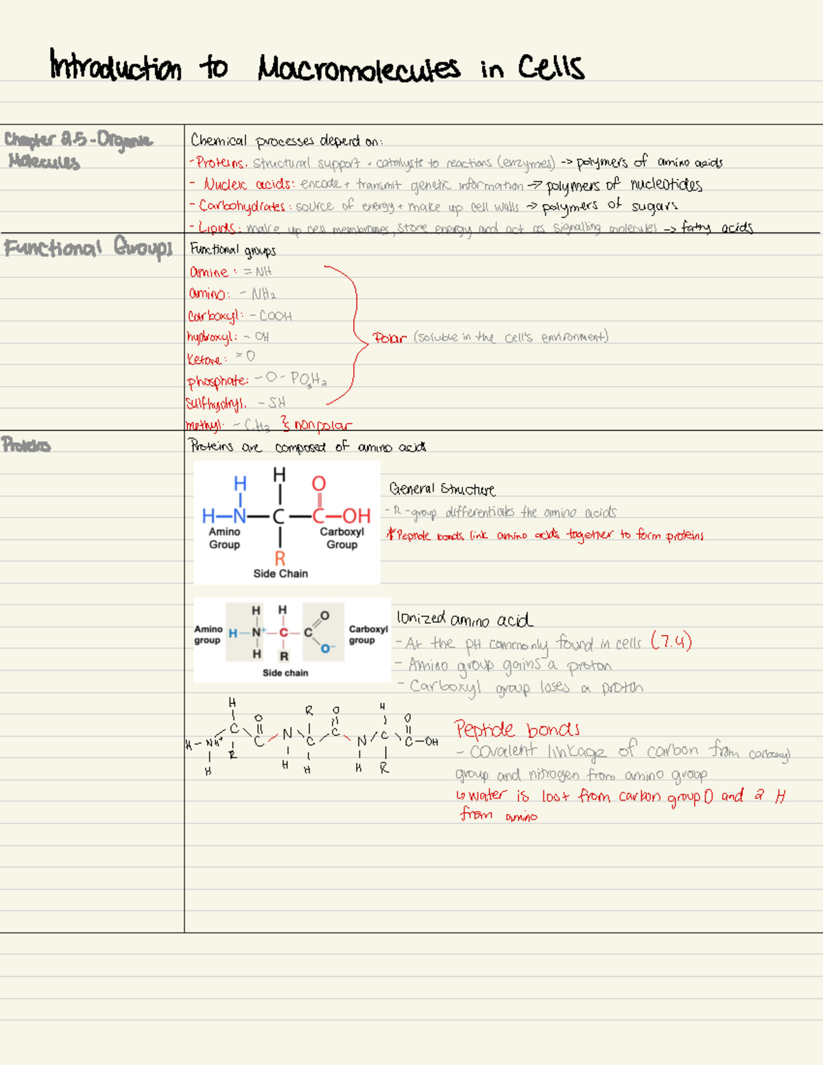 1.4-Reading Notes - Introduction to Macromolecules in cells Chapter 2 ...