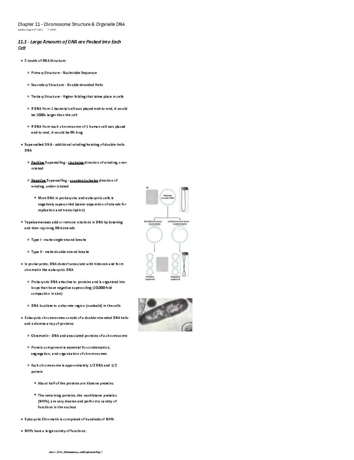 Chapter 11 - Chromosome Structure & Organelle DNA - 11 - Large Amounts ...