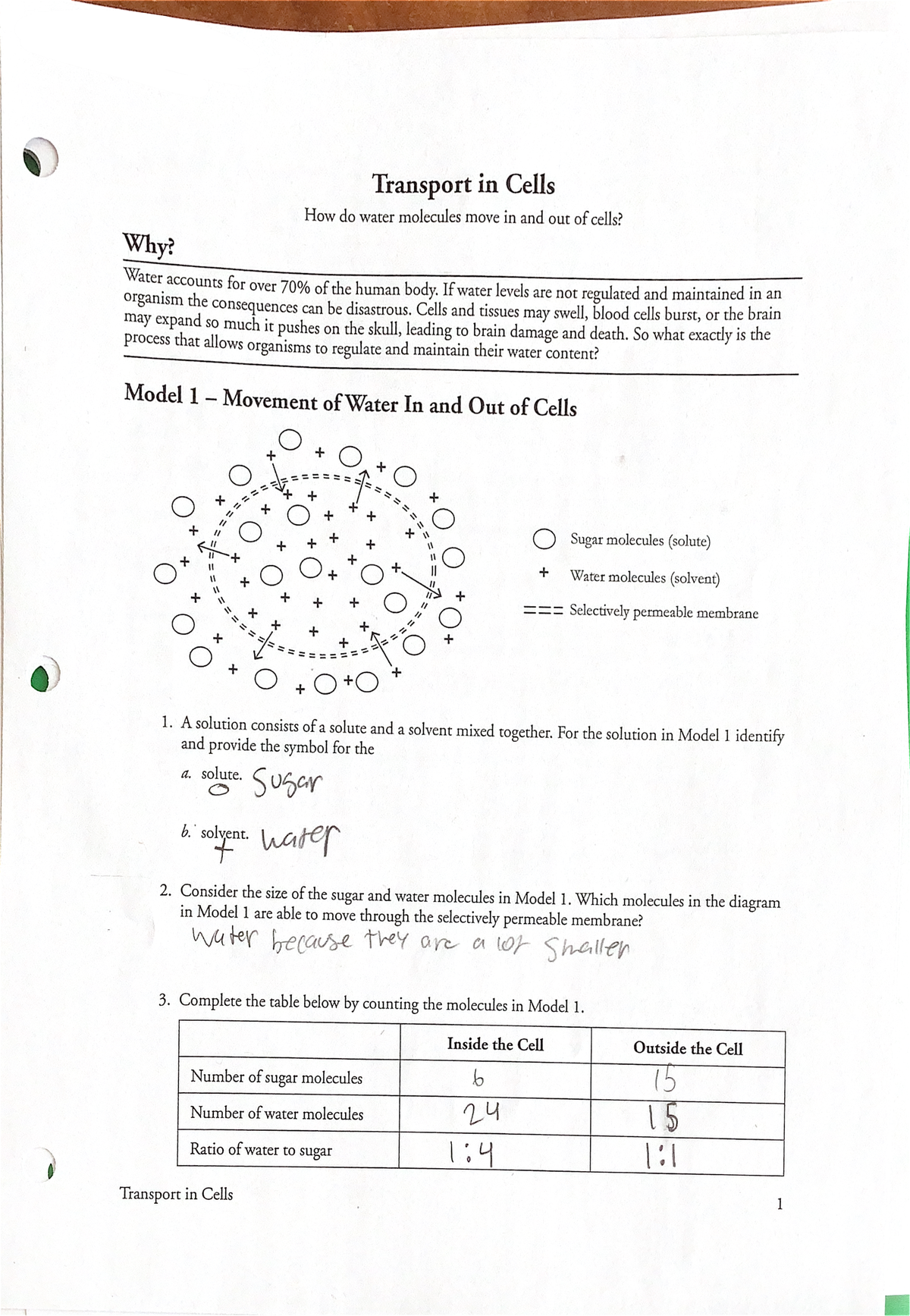 Transport in cells - Bio - Transport in Cells How do water molecules ...