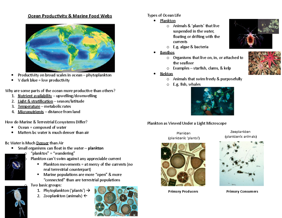 Ocean Productivity & Marine Food Webs - Ocean Productivity & Marine ...
