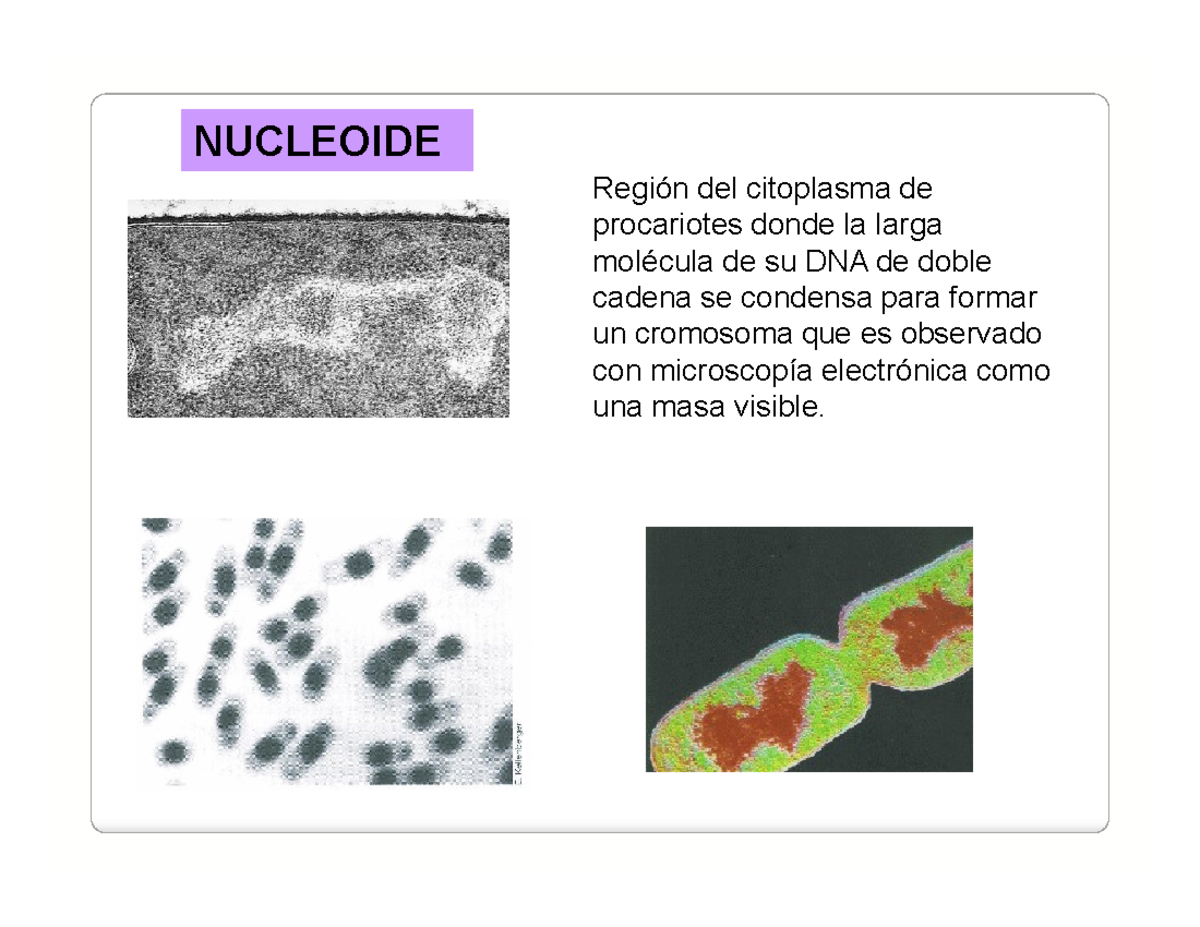Nucleoide - NUCLEOIDE Región del citoplasma de procariotes donde la ...