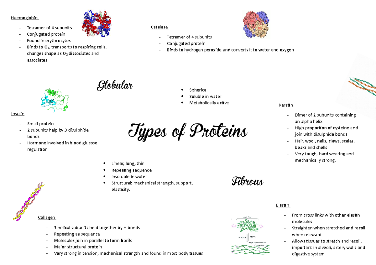 Types of proteins mindmap - Haemoglobin Tetramer of 4 subunits ...