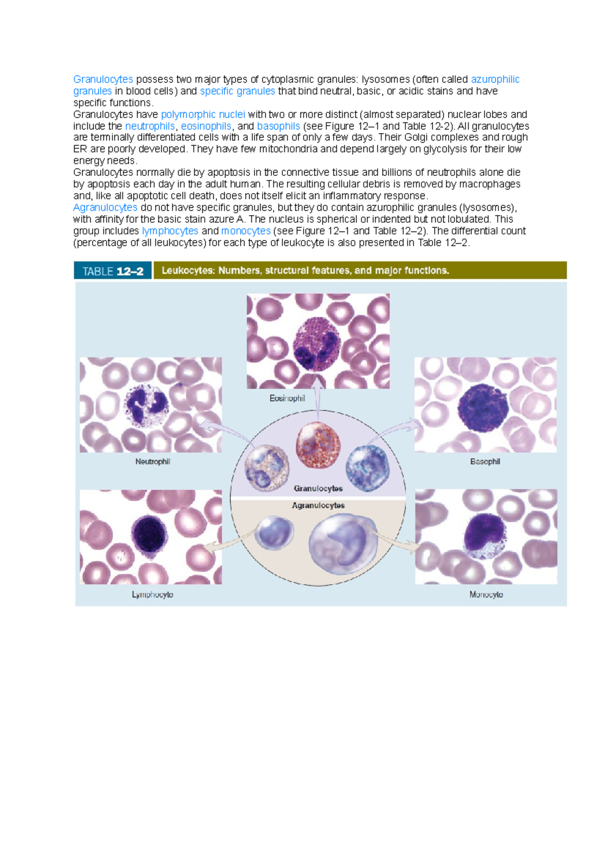 19. Granulocytes.docx - Granulocytes possess two major types of ...