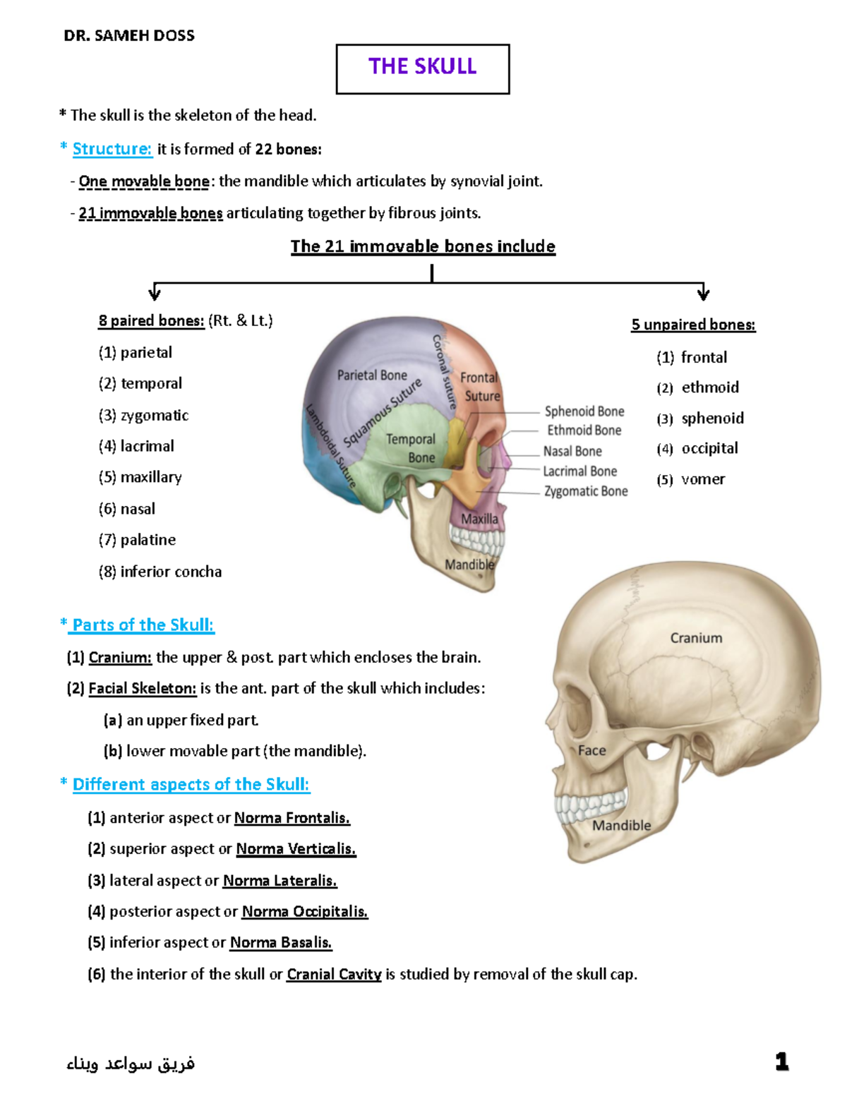 THE Skull - Head and Neck Anatomy ( atlas included ) - The skull is the ...