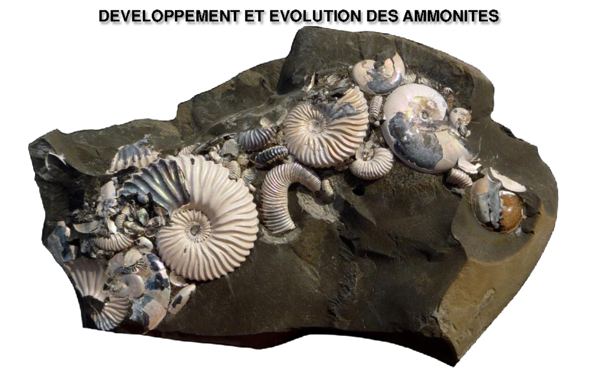 TD Evolution Amonites Géologie et Evolution 2017 - DEVELOPPEMENT ET ...